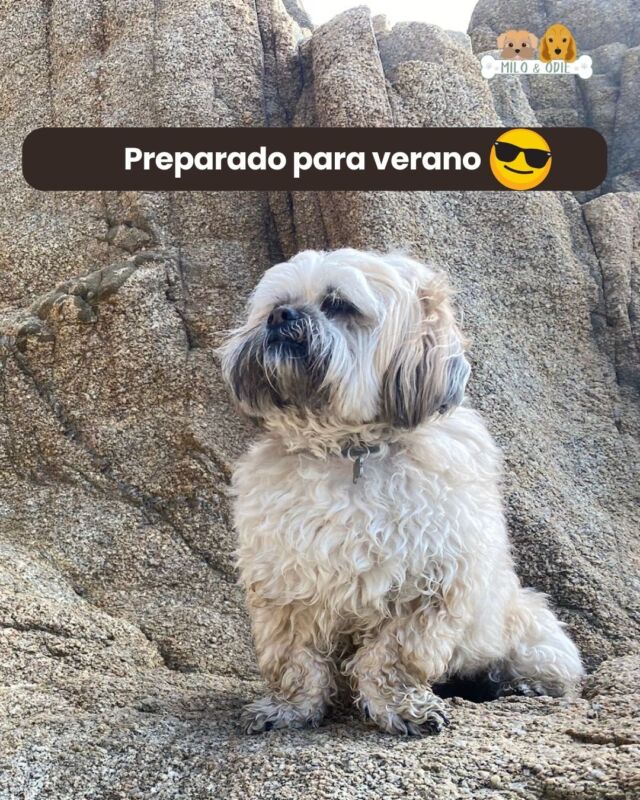 Home - Milo and Odie